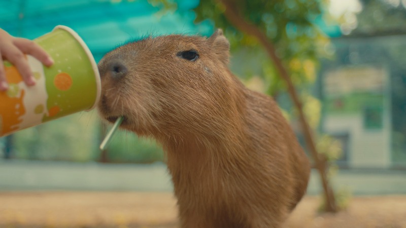 Feeding, Visitors, Capybara, Zoo by Phong Croco – Stock Footage | Artlist