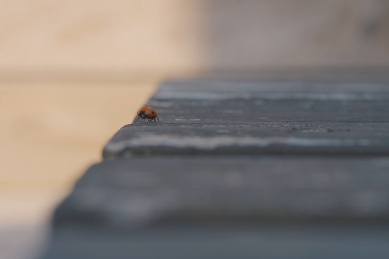 Crawling, Elytra, Beetle, Ladybug by Arthur Cauty – Stock Footage | Artlist