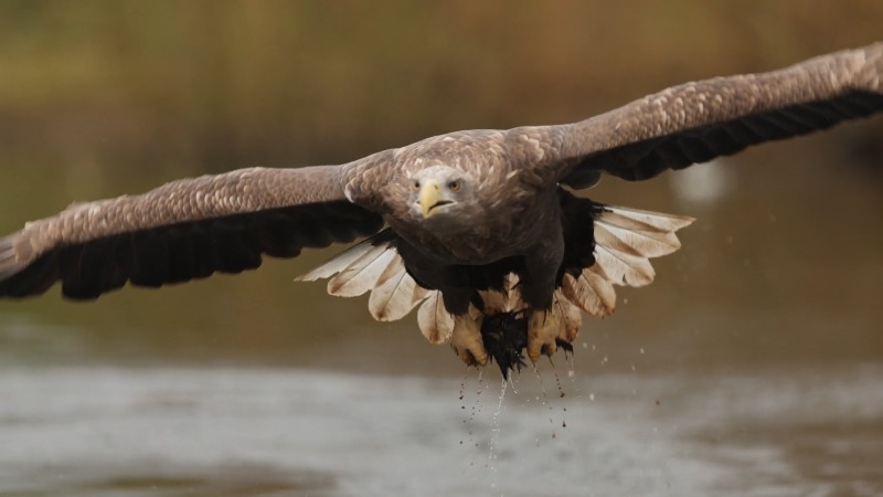 White Tailed, Eagle, Apex Predator, Zeearend by Edwin Haighton – Stock ...