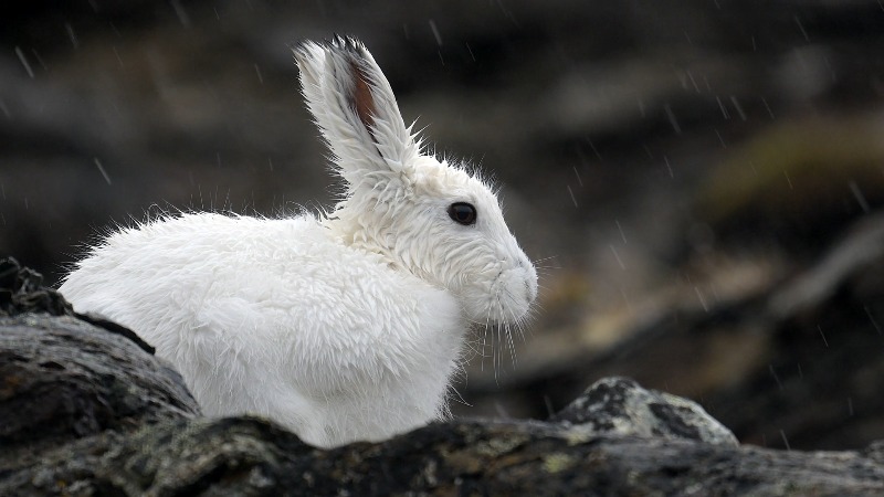 Hare, Greenland, Polar, Rabbit by Wildlife and Nature Studios – Stock ...