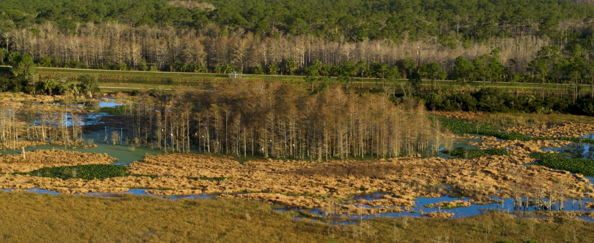Discover forest-swamps-of-florida, a story-driven footage | Artlist