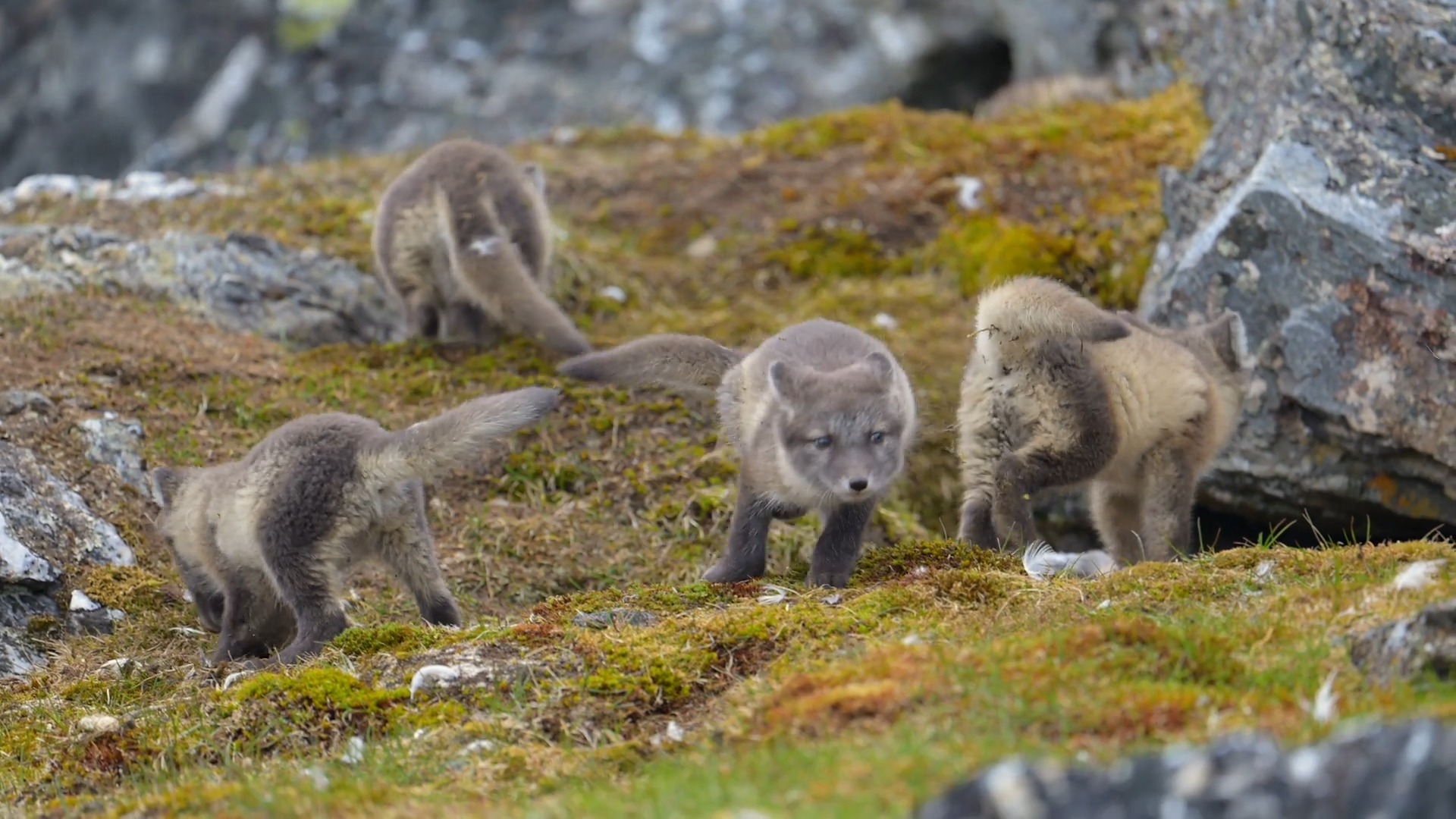 Discover baby-arctic-grey-fox-cubs, a story-driven footage | Artlist