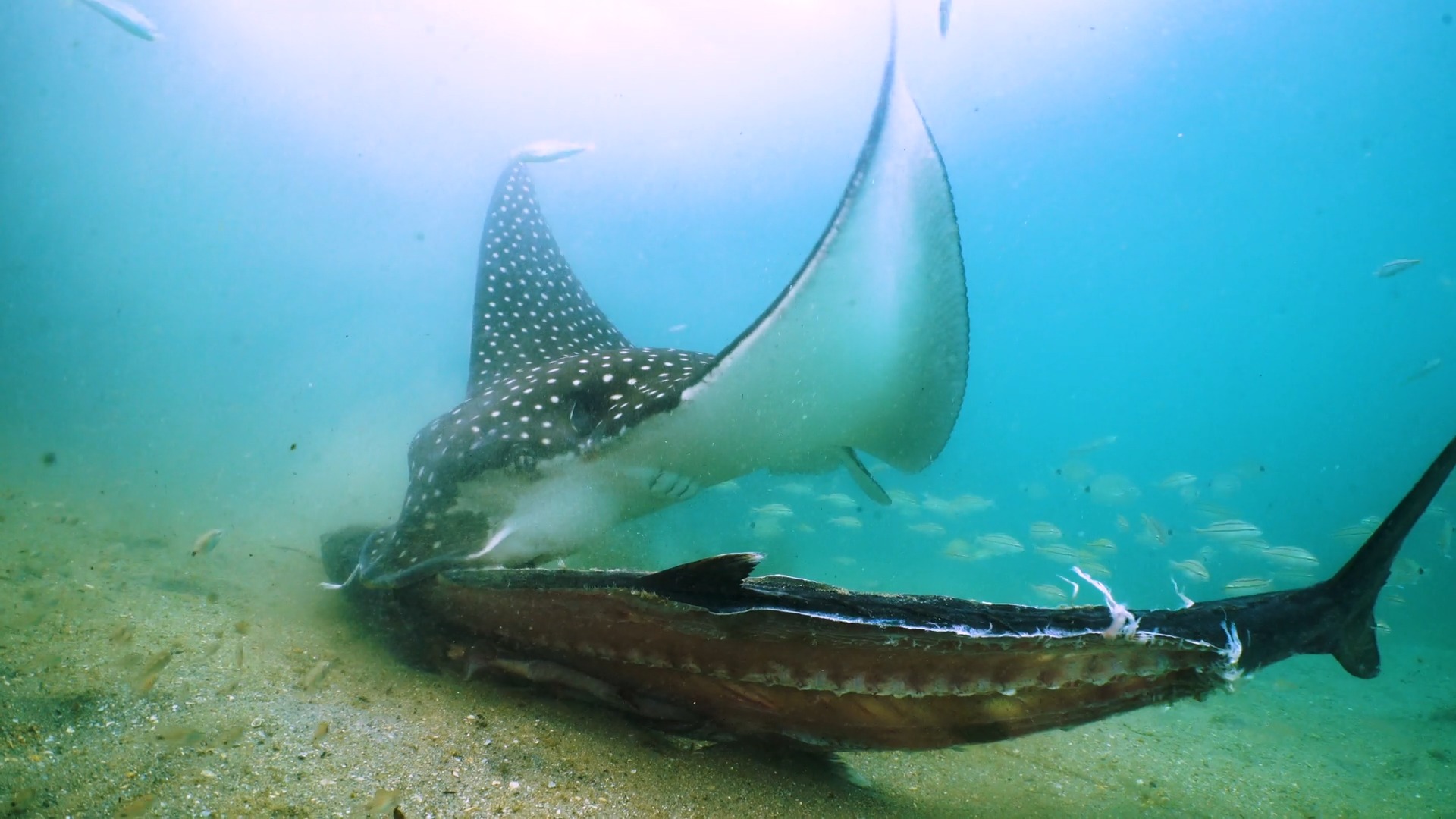 Discover spotted-eagle-ray-hunting, a story-driven footage | Artlist