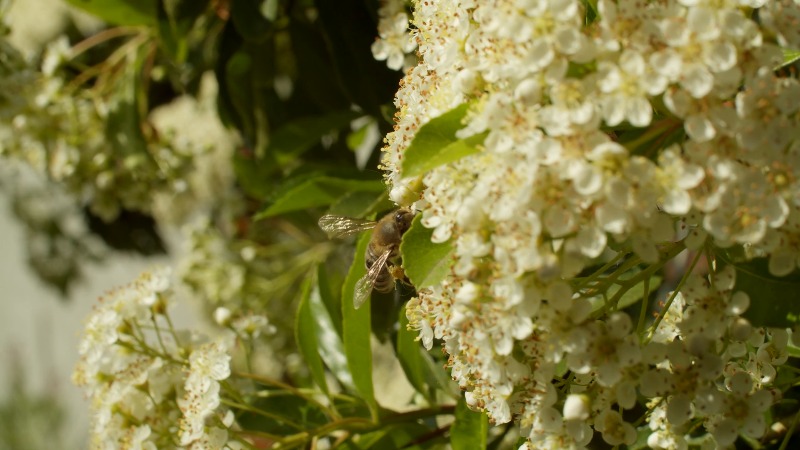 Flower, Pollination, Flying, Bee by zed – Stock Footage | Artlist