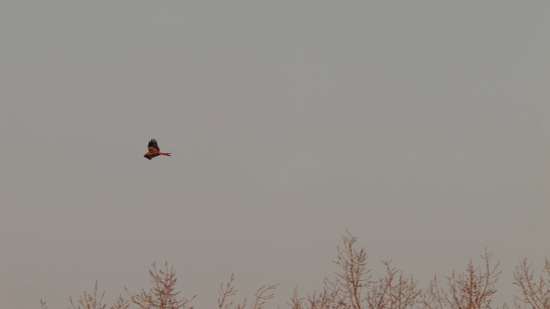 Czechia, Flock, Red Kite, Bird by Lukas Pich – Stock Footage | Artlist