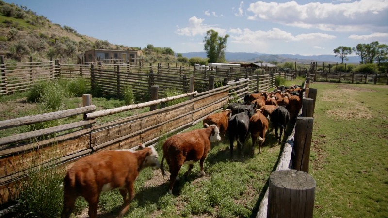 Cattle, Cows, Western, Ranch by Tanner Fowler – Stock Footage | Artlist