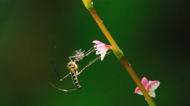Bug, Sundew Plant, Evolution, Mechanism by Benedikt Pleyer – Stock ...