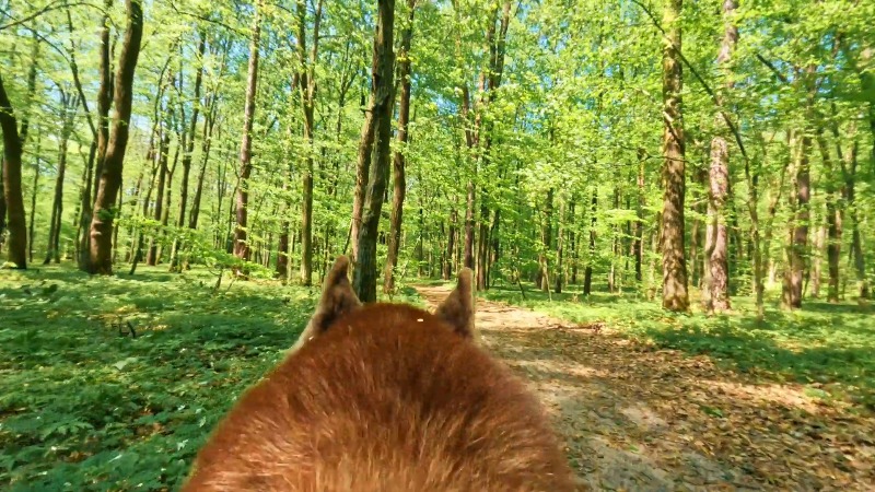 Forest, Trek, Path, Trees by Nazarii Ortynskyi – Stock Footage | Artlist