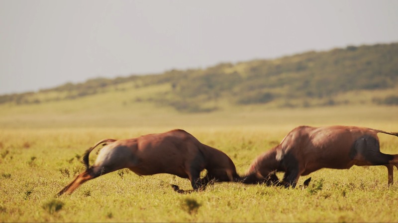 Africa, Maasai Mara National Reserve, Fields, Grass by Matthew Williams ...